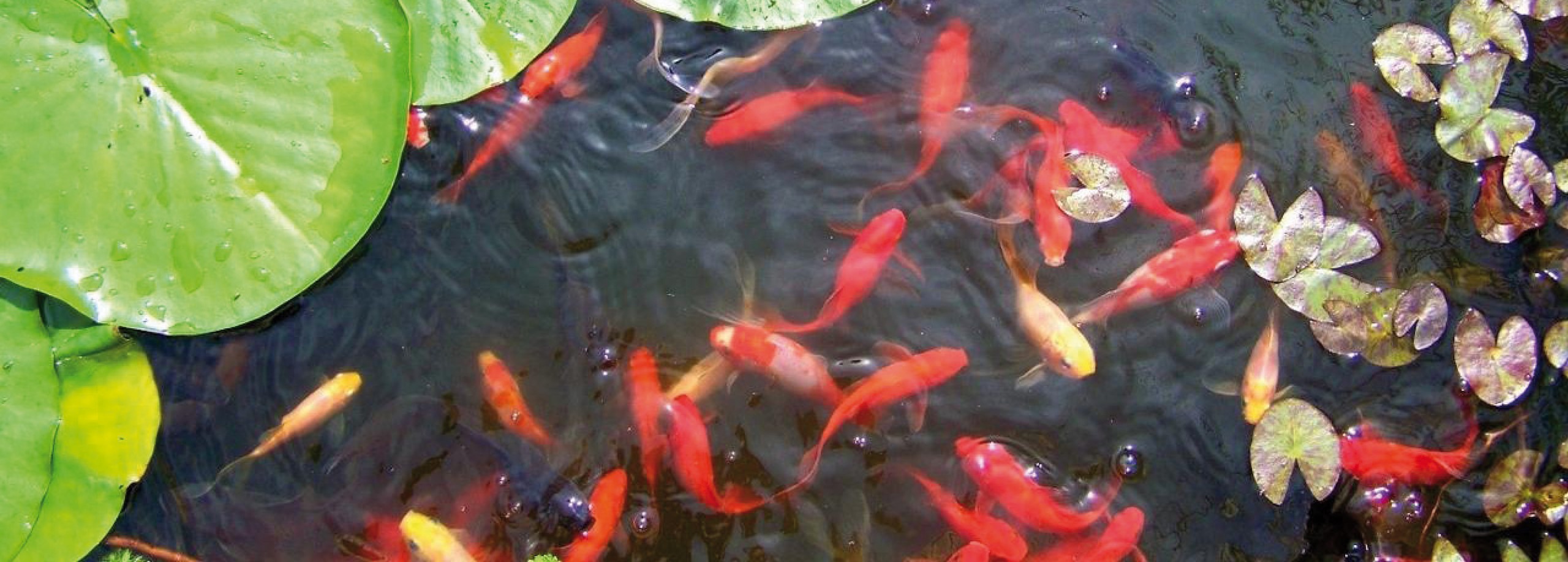 10 tips voor vijvers met veel vissen - Tuincentrum Pelckmans