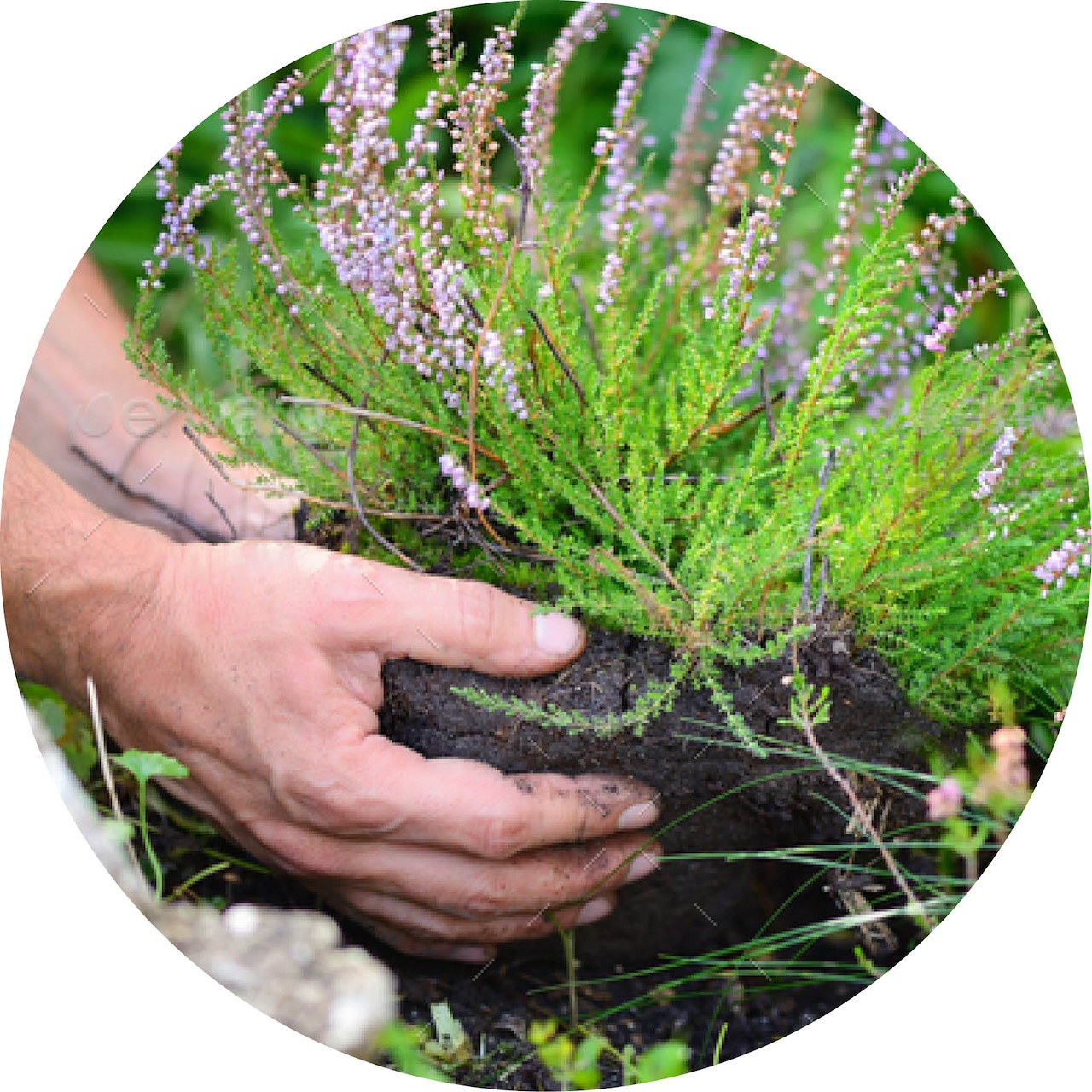 Hoe je best heide plant, verzorgt en snoeit - Tuincentrum Pelckmans