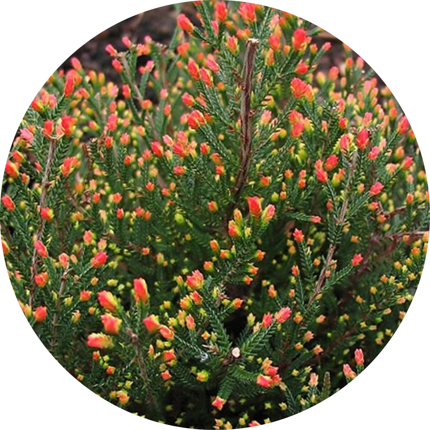 Hoe je best heide plant, verzorgt en snoeit - Tuincentrum Pelckmans