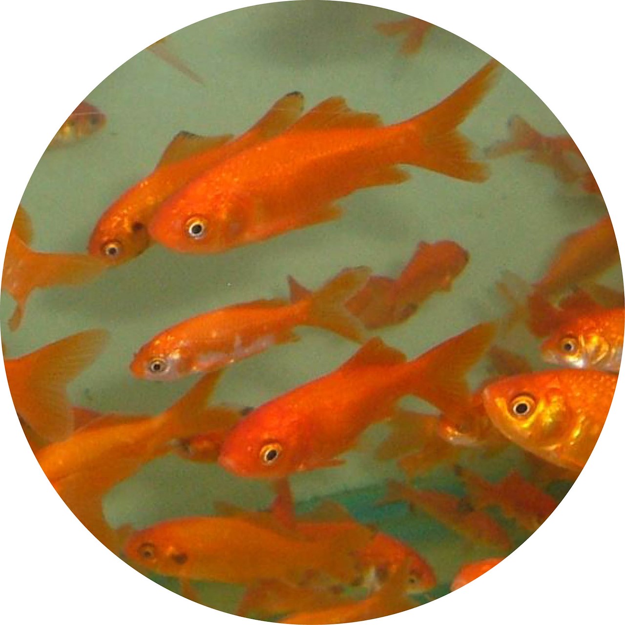 Welke vis past bij mijn vijver? - Tuincentrum Pelckmans