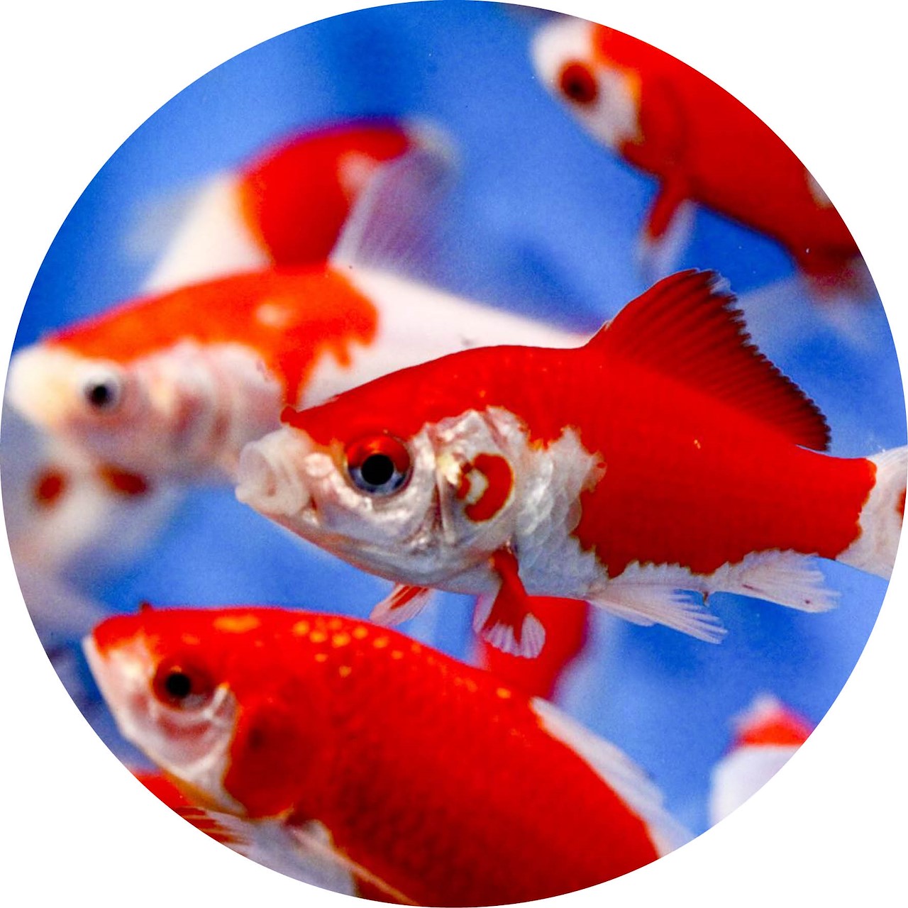 Welke vis past bij mijn vijver? - Tuincentrum Pelckmans