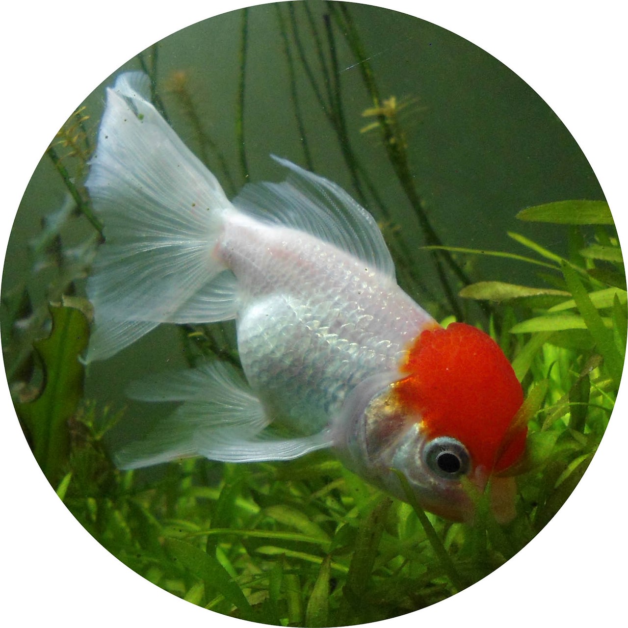 Welke vis past bij mijn vijver? - Tuincentrum Pelckmans