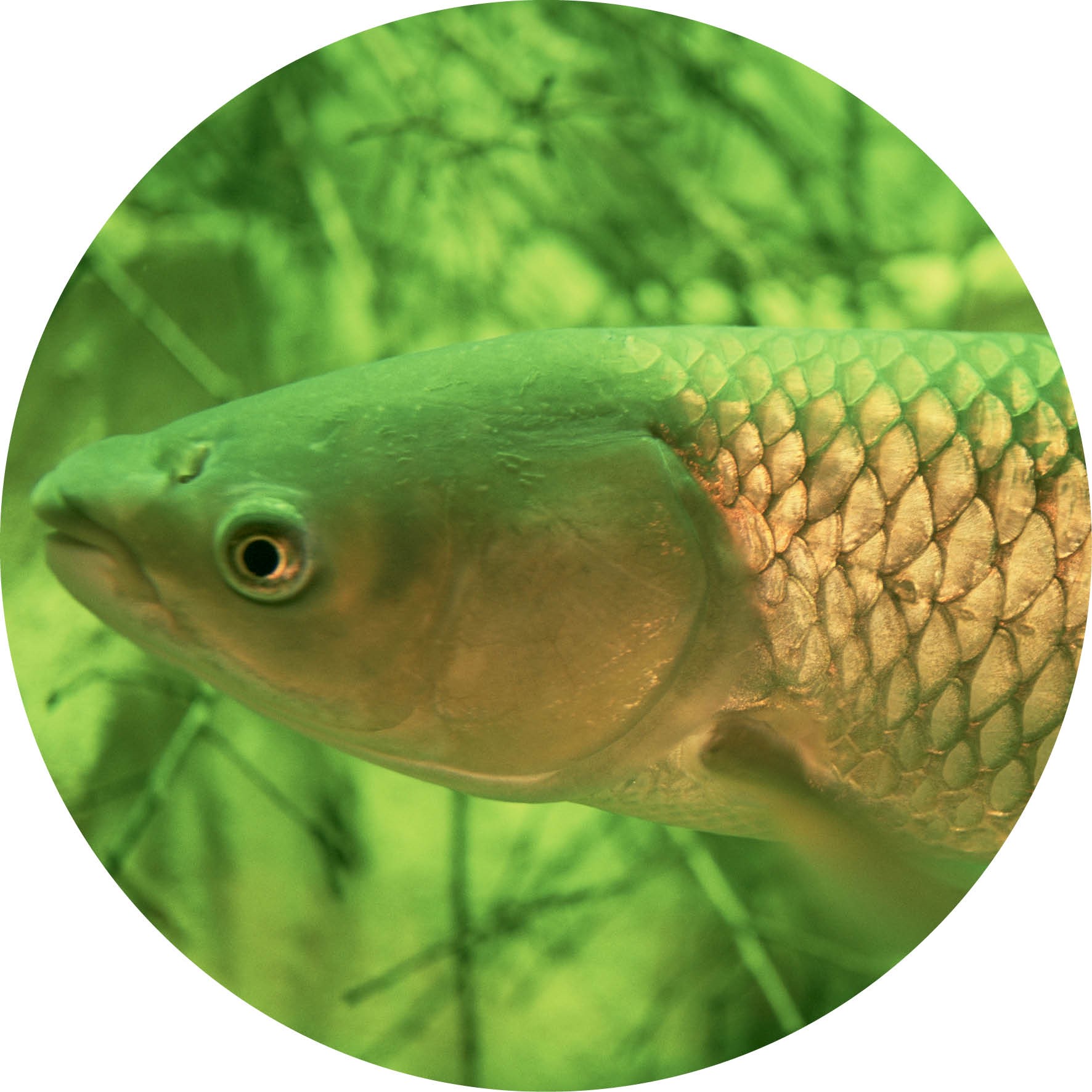 Welke vis past bij mijn vijver? - Tuincentrum Pelckmans