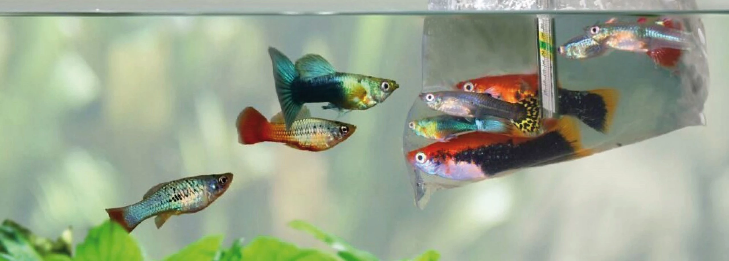 Hoe moet ik nieuwe vissen overzetten op mijn aquarium? - Tuincentrum ...