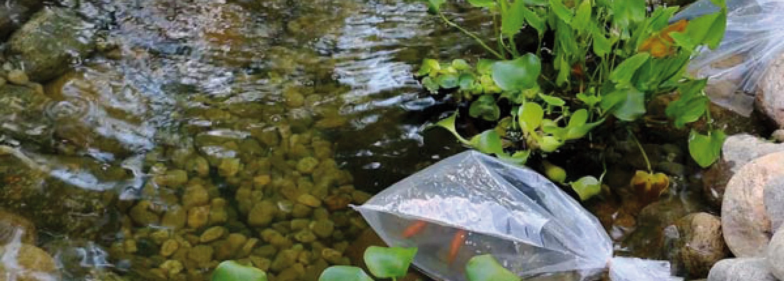 Zo zet je vissen veilig uit in je vijver - Tuincentrum Pelckmans