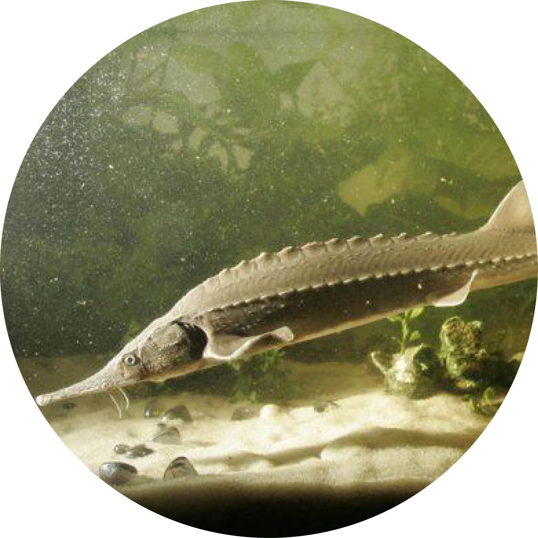 Vijvervissen voeren: waarom, hoe, wat & wanneer (niet) - Tuincentrum ...