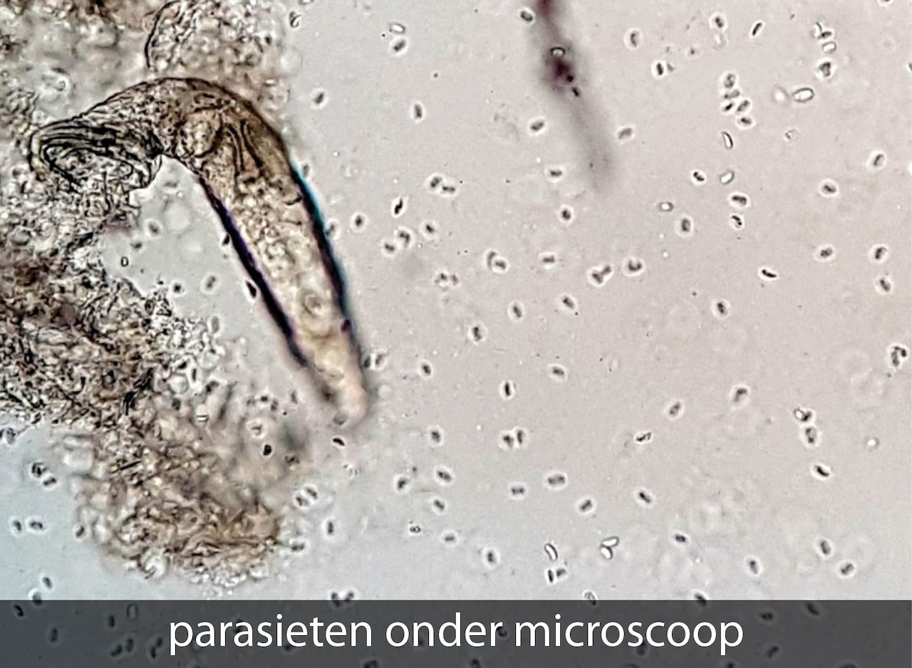 Controle op visziekten bij vijvervissen - Tuincentrum Pelckmans