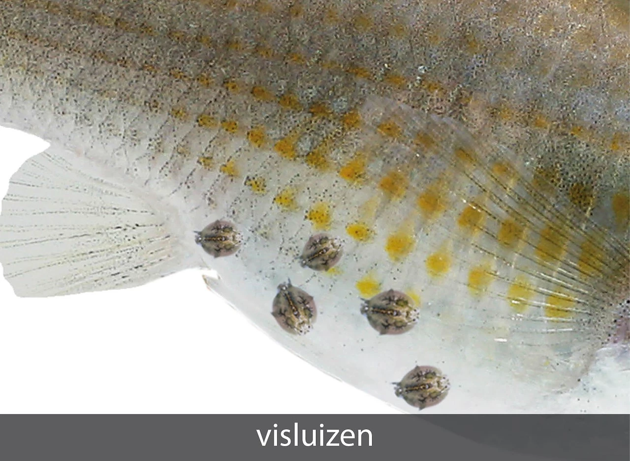 Controle op visziekten bij vijvervissen - Tuincentrum Pelckmans