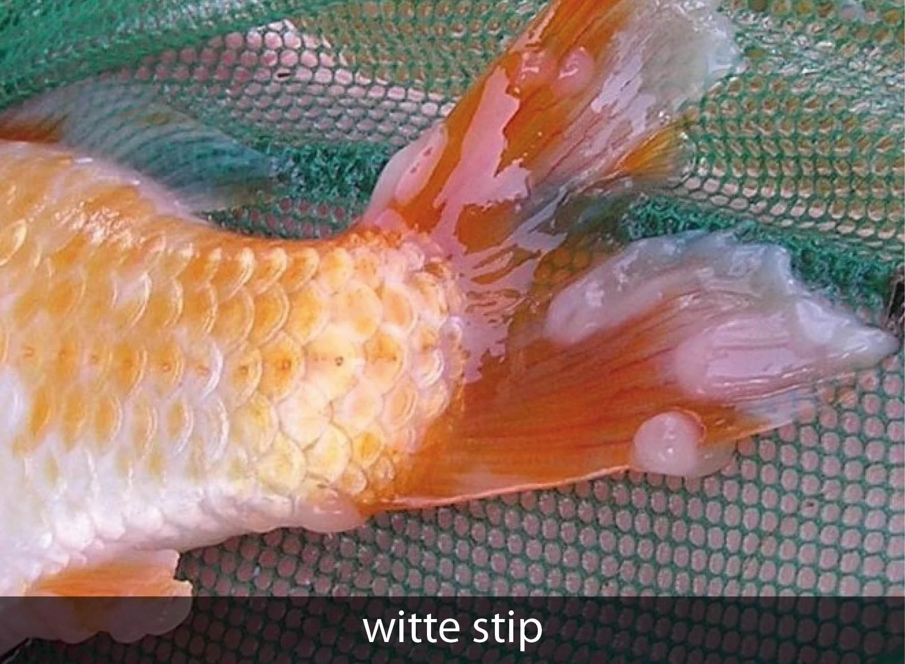 Controle op visziekten bij vijvervissen - Tuincentrum Pelckmans