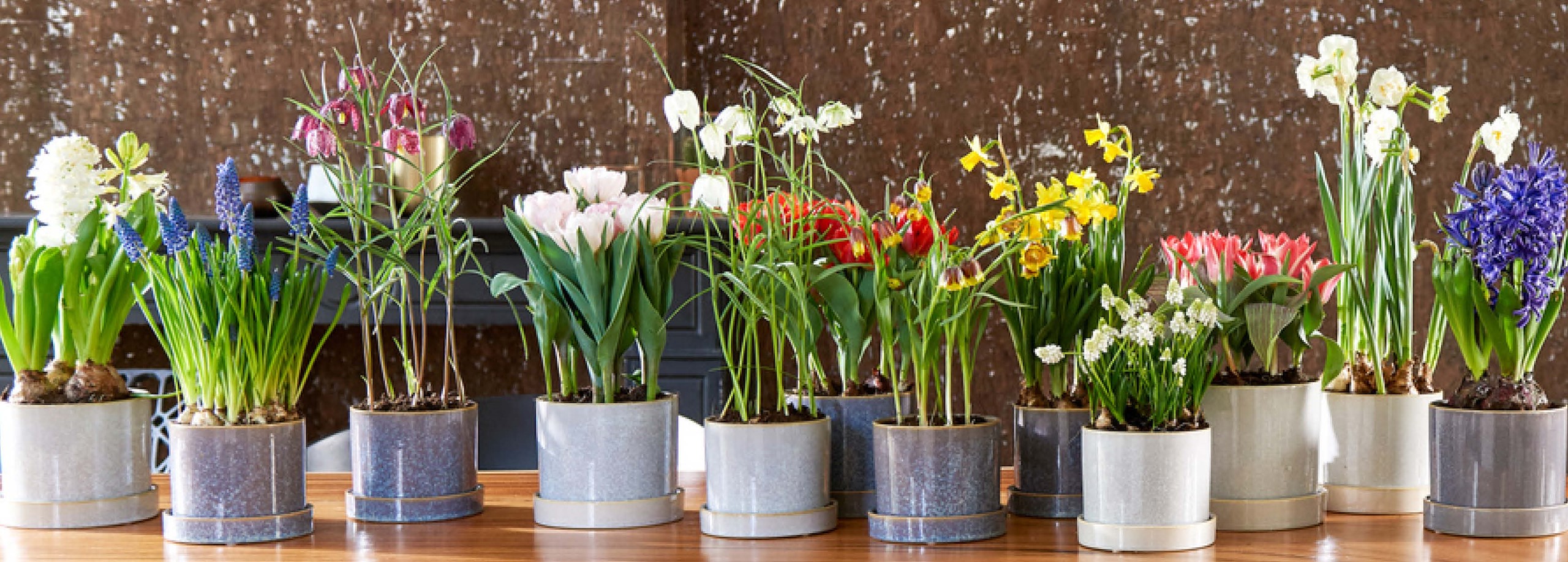 Bollen-op-pot brengen de lente - Tuincentrum Pelckmans