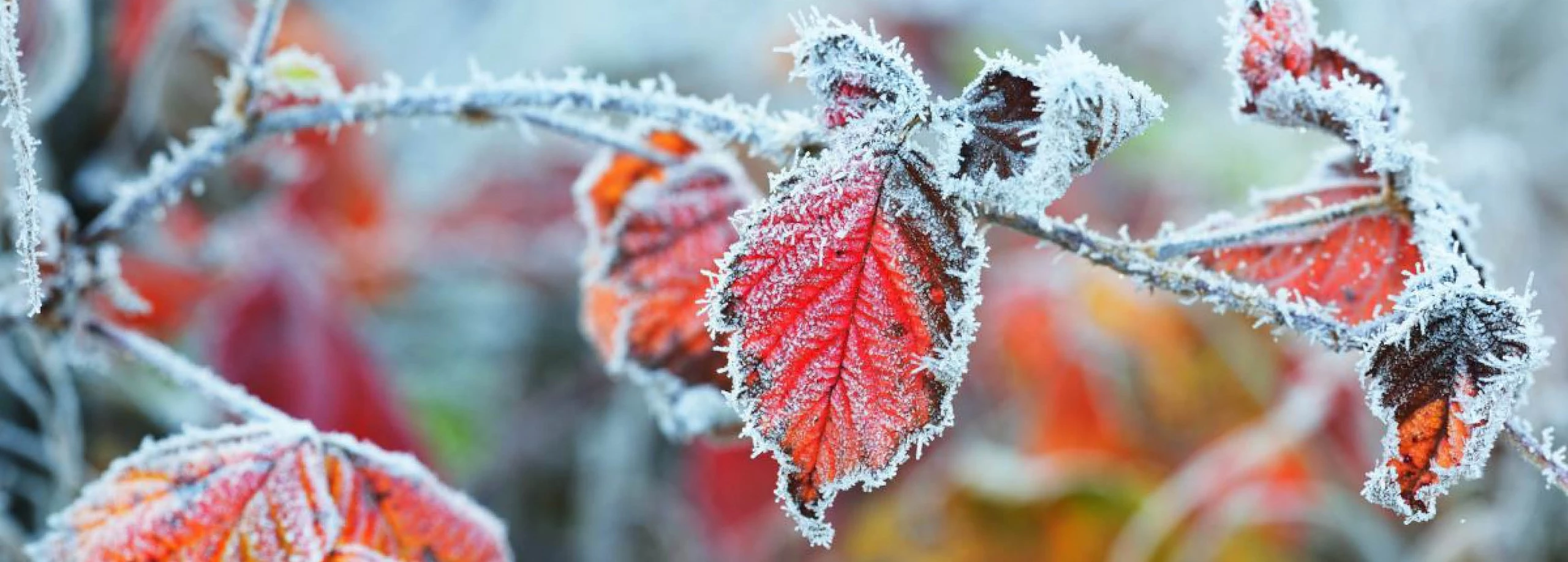 Checklist voor wanneer het vriest - Tuincentrum Pelckmans
