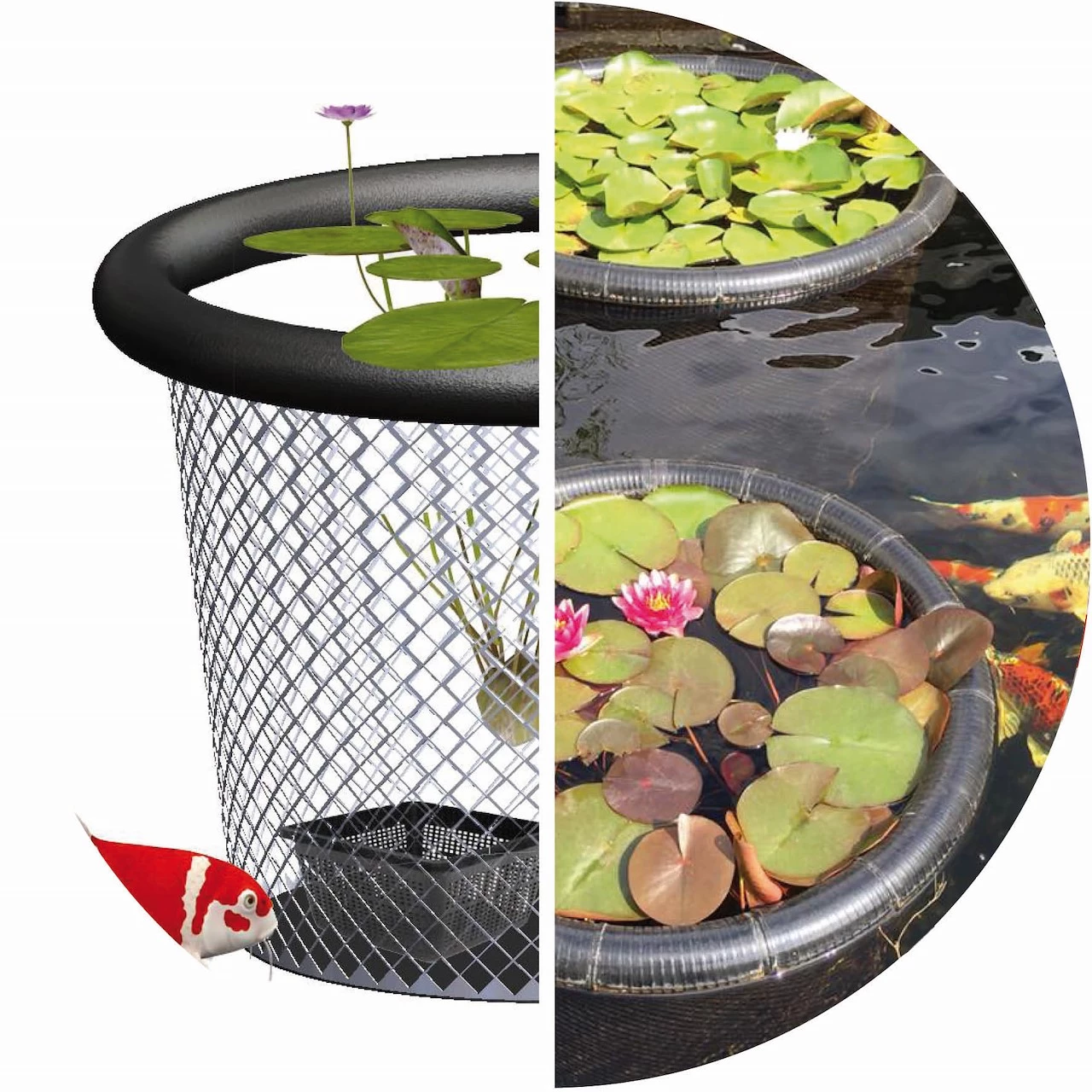 Waterlelies kiezen & verzorgen voor een wow-effect - Tuincentrum Pelckmans