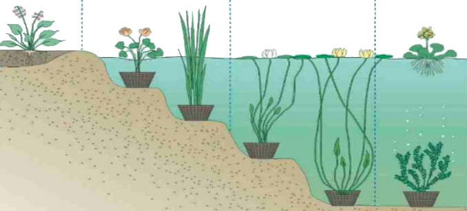 waterplanten planten, zo doe je dat - Tuincentrum Pelckmans