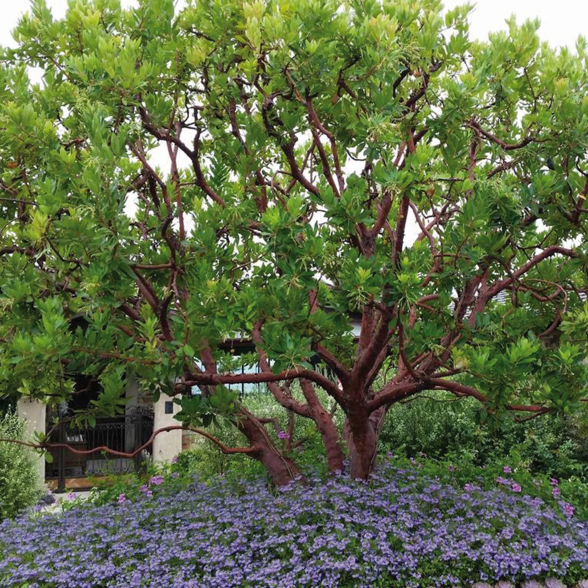 Bomen die altijd groen blijven - Tuincentrum Pelckmans