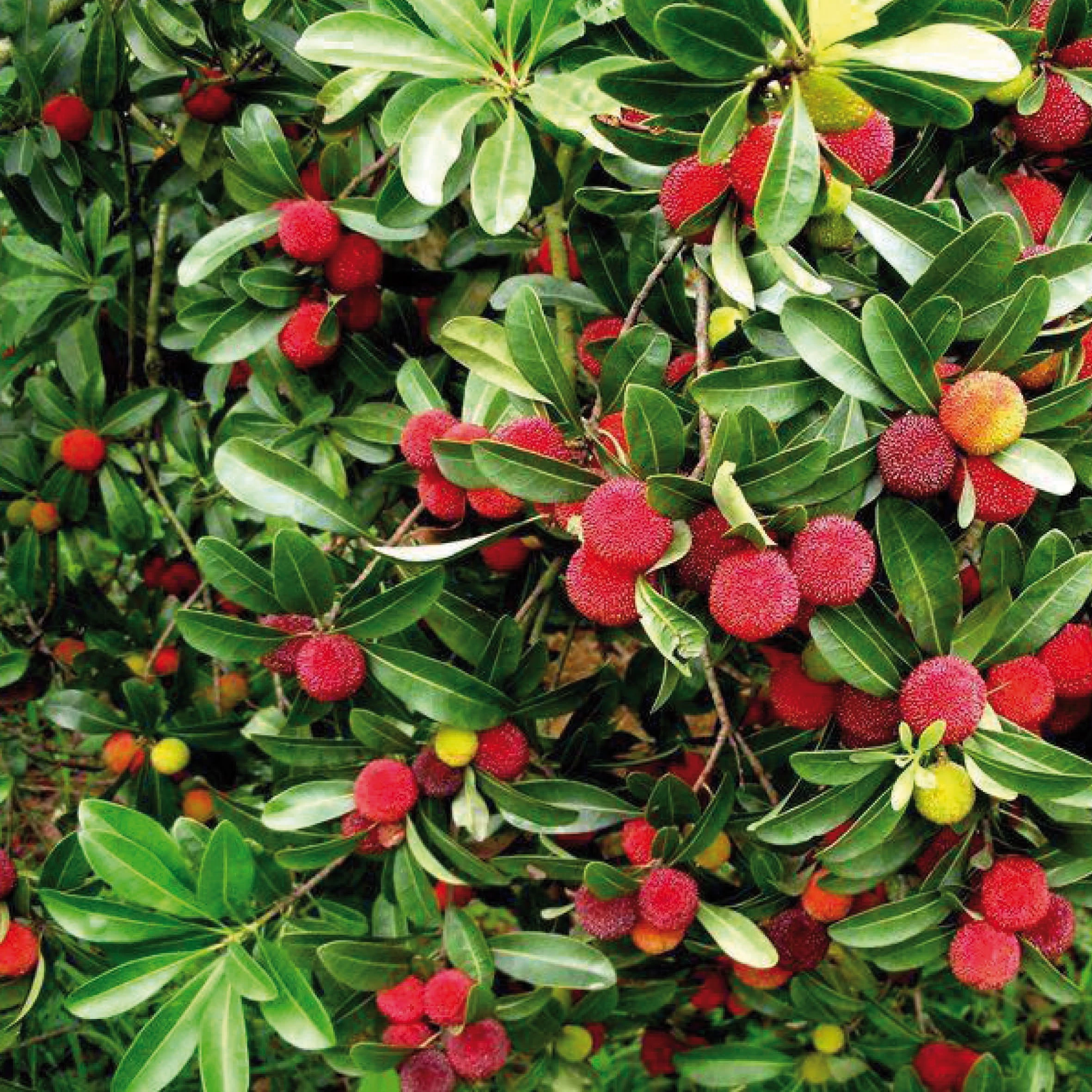 Bomen die altijd groen blijven - Tuincentrum Pelckmans