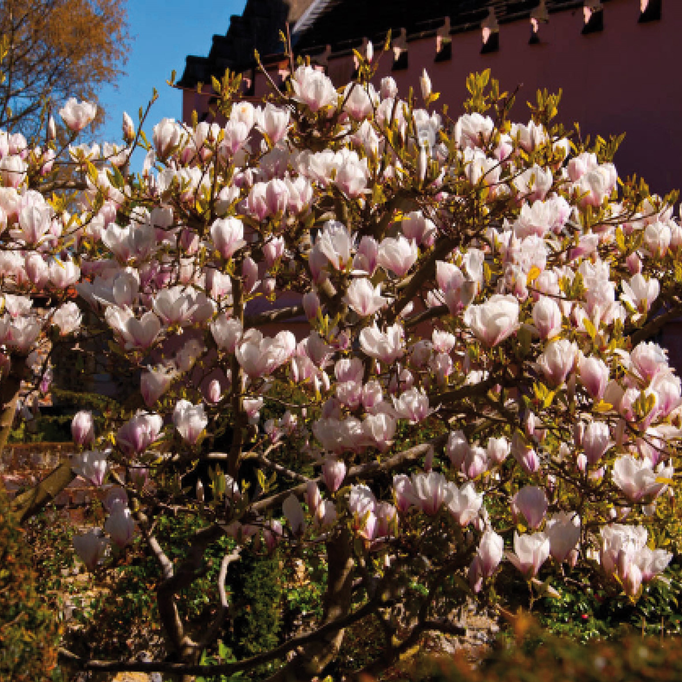 Bomen die altijd groen blijven - Tuincentrum Pelckmans