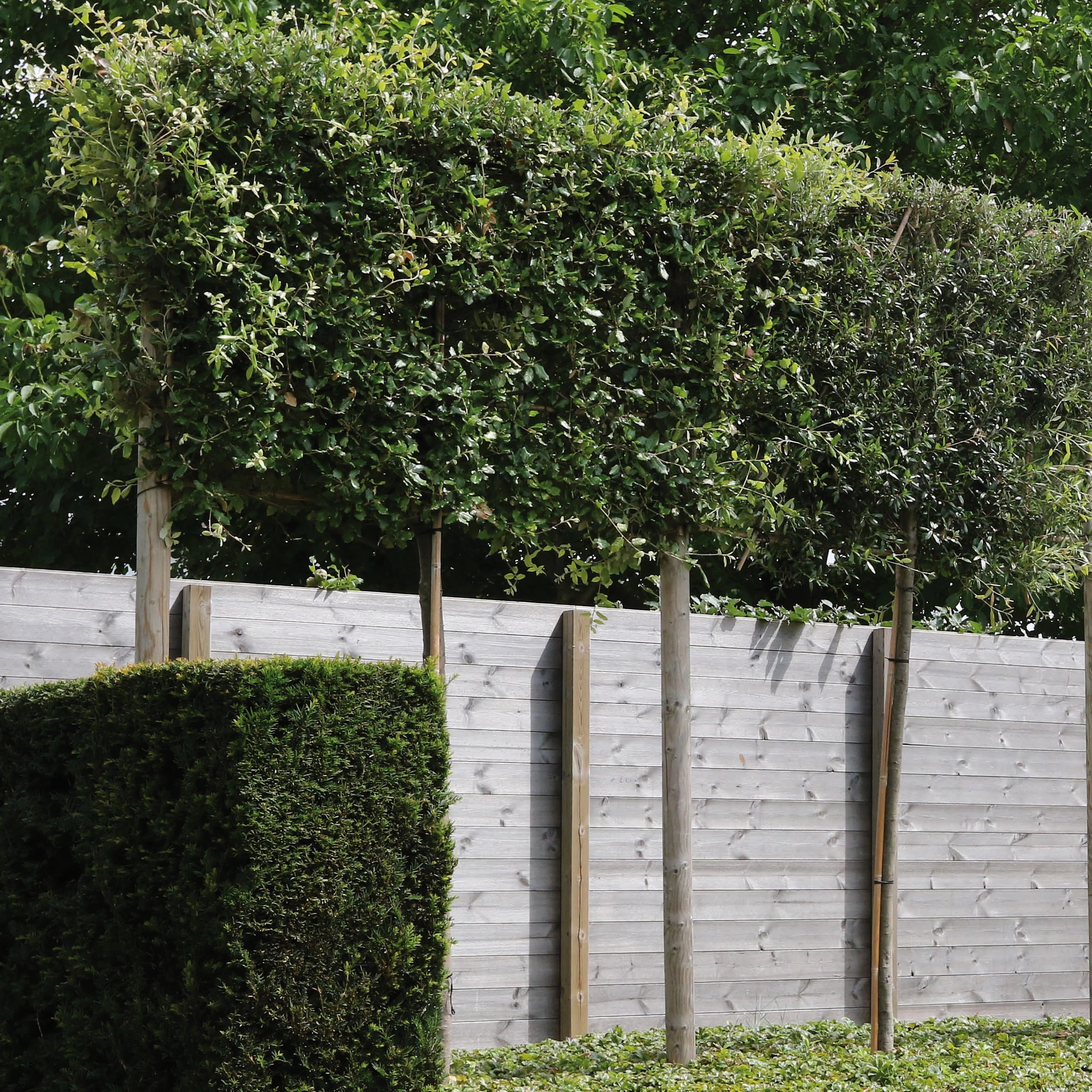 Bomen die altijd groen blijven - Tuincentrum Pelckmans