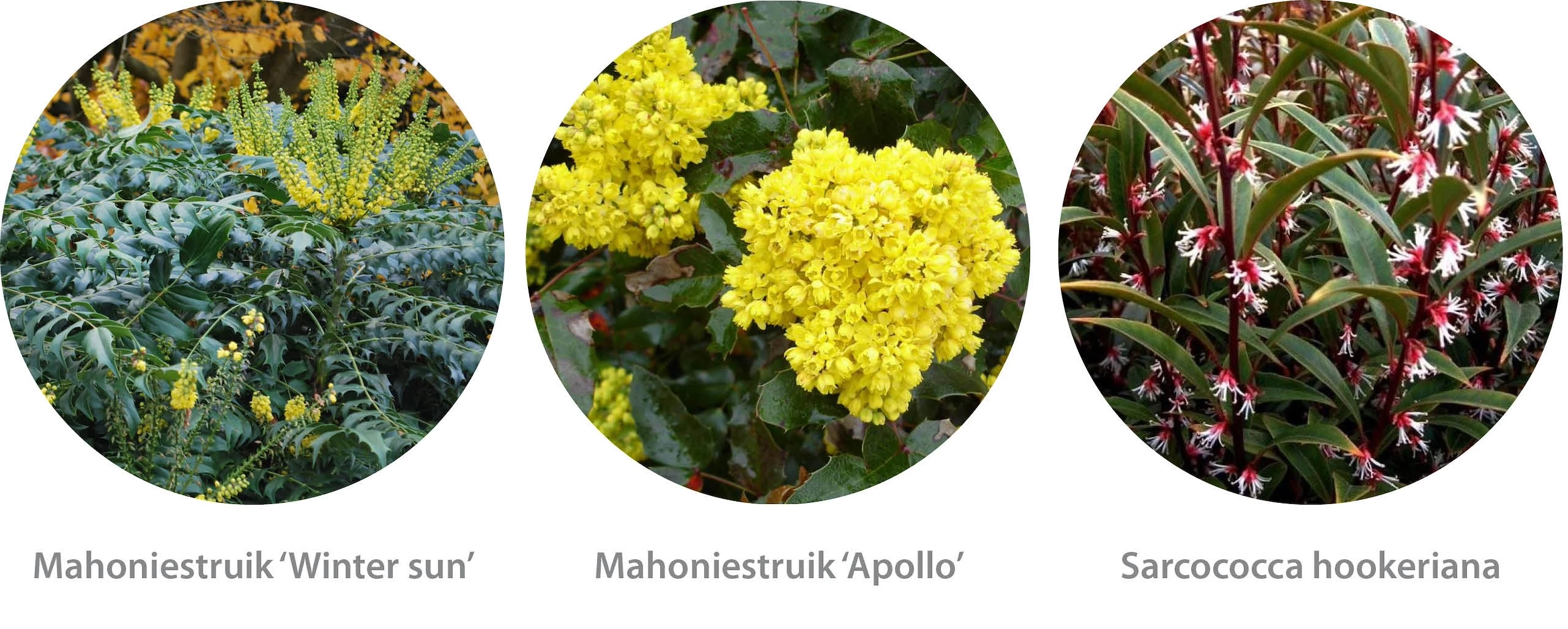 Spannende winterstruiken - Tuincentrum Pelckmans
