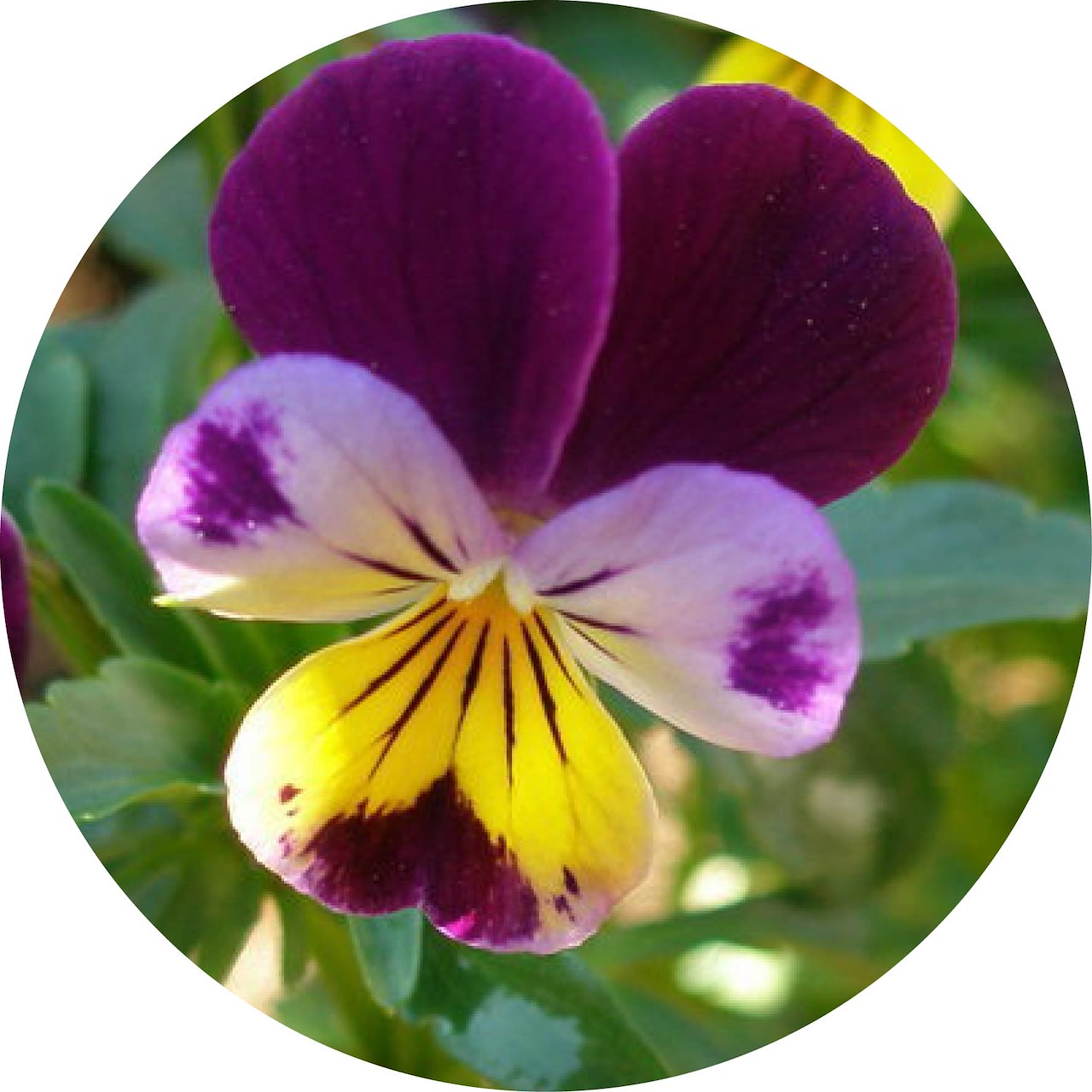 Winterviolen, winterharde wondertjes - Tuincentrum Pelckmans