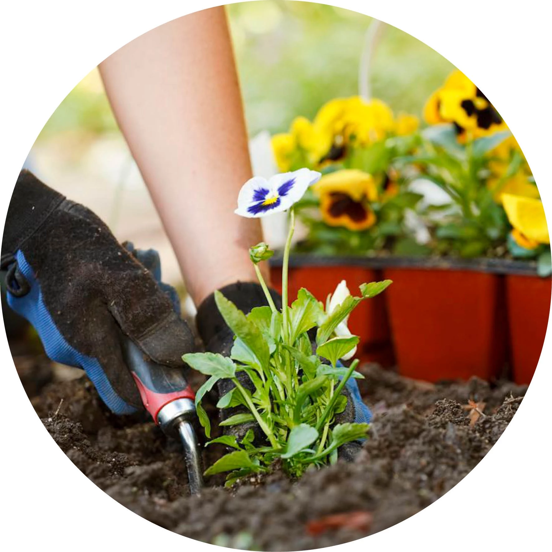 Winterviolen, winterharde wondertjes - Tuincentrum Pelckmans