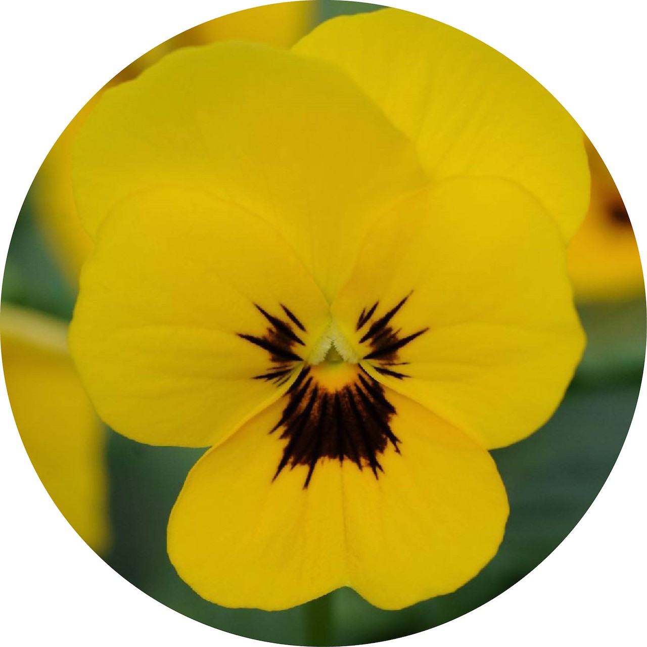 Winterviolen, winterharde wondertjes - Tuincentrum Pelckmans