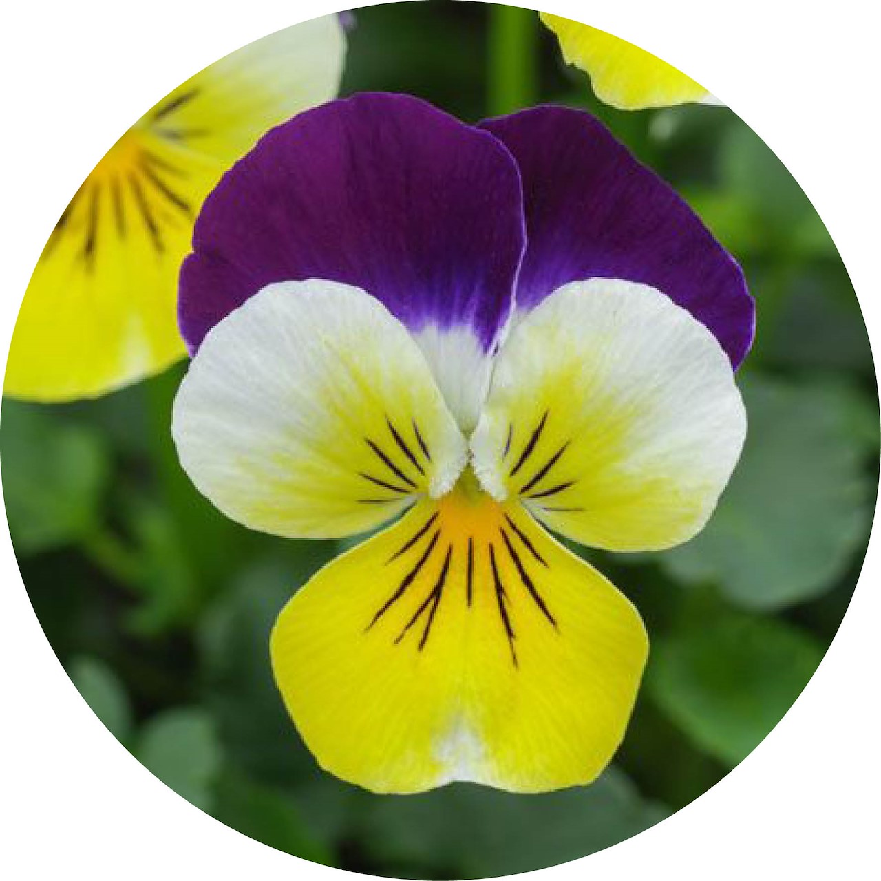 Winterviolen, winterharde wondertjes - Tuincentrum Pelckmans