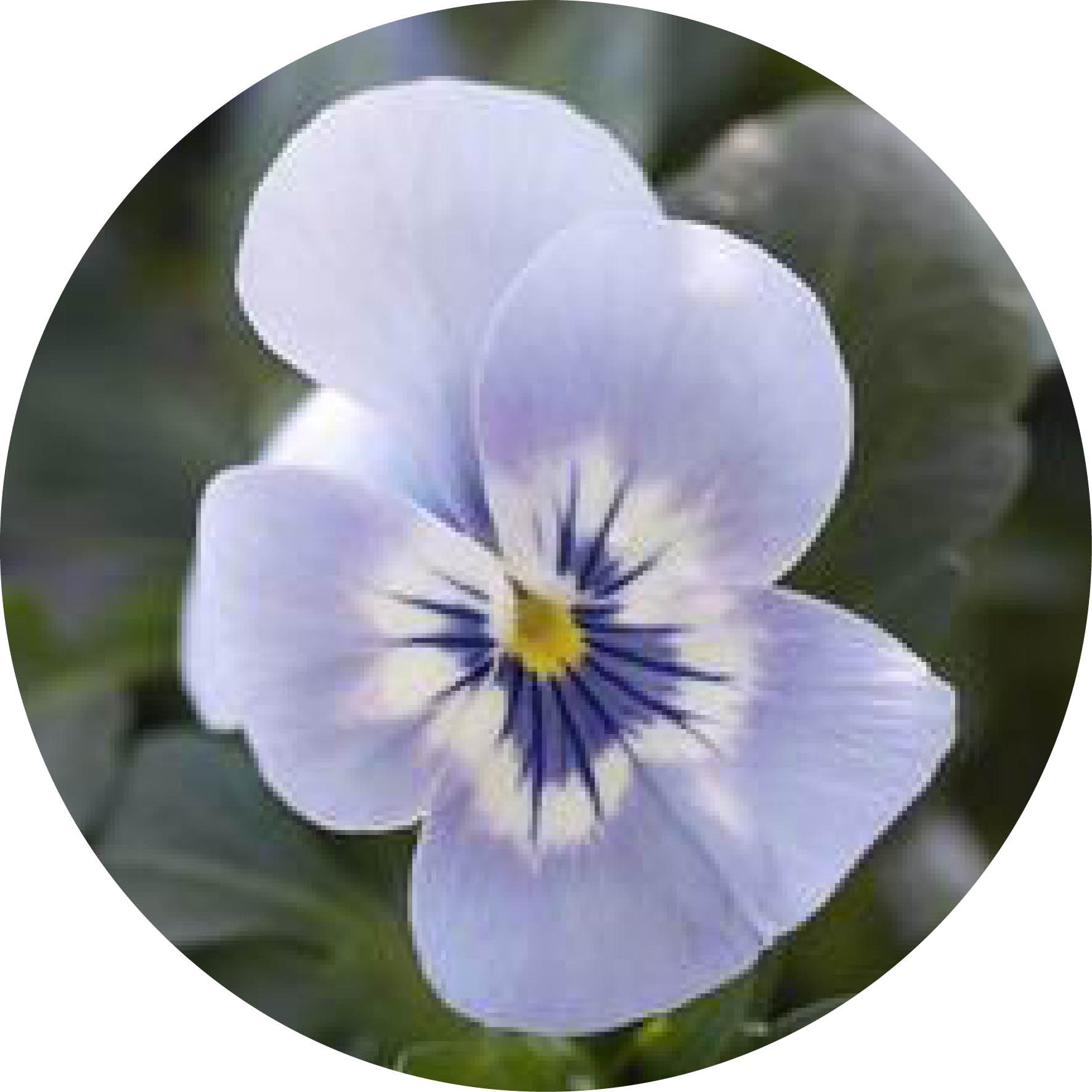 Winterviolen, winterharde wondertjes - Tuincentrum Pelckmans