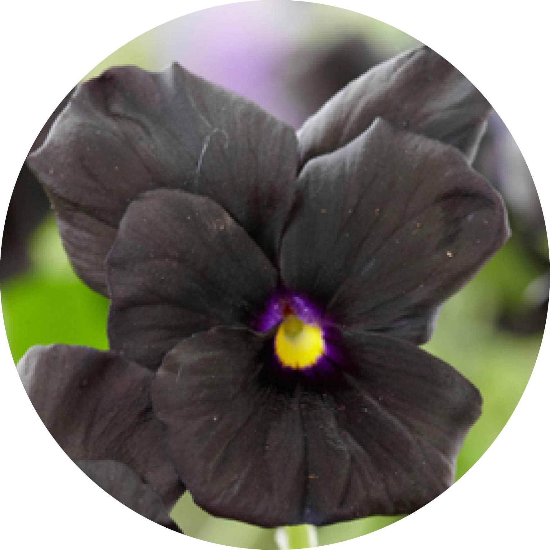 Winterviolen, winterharde wondertjes - Tuincentrum Pelckmans