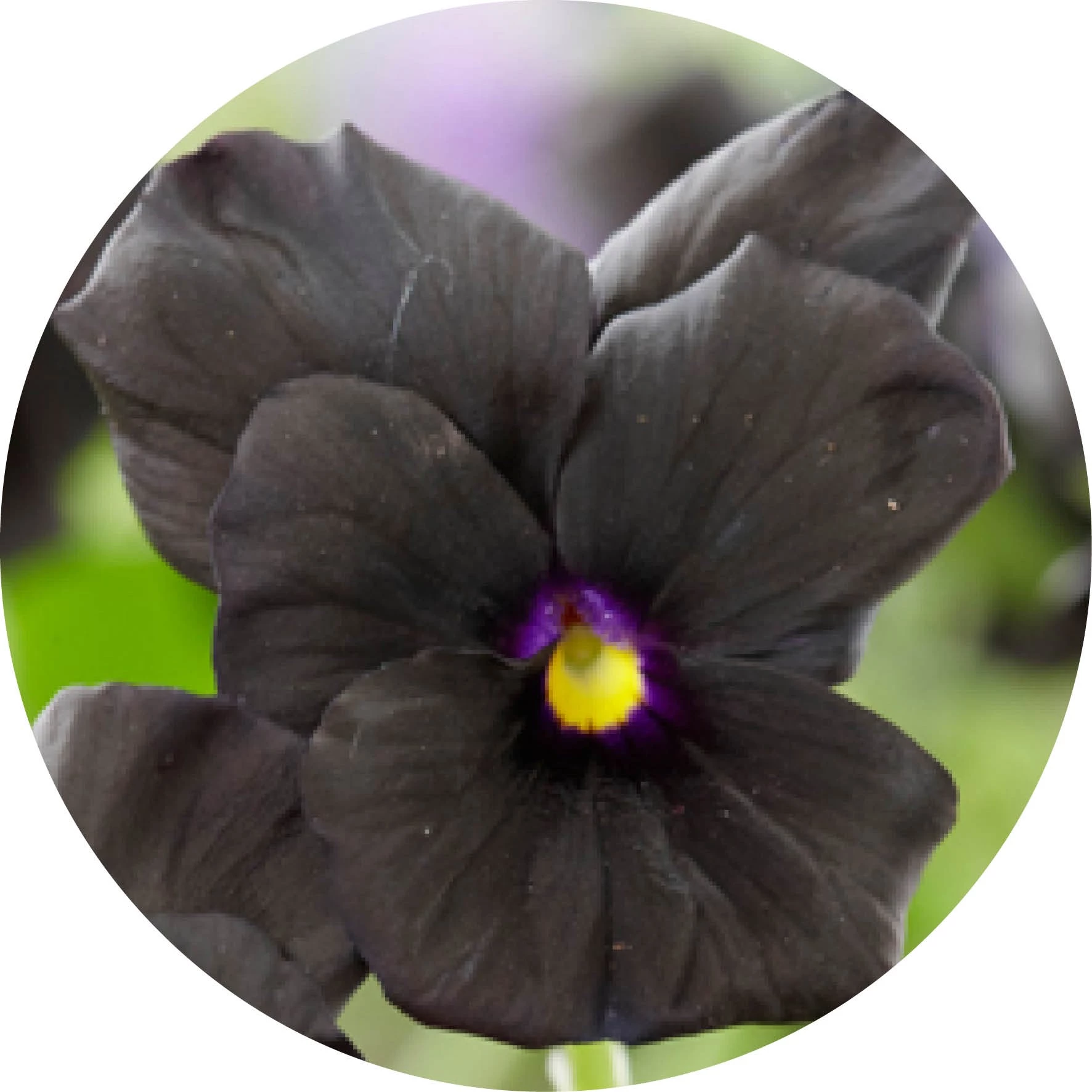 Winterviolen, winterharde wondertjes - Tuincentrum Pelckmans