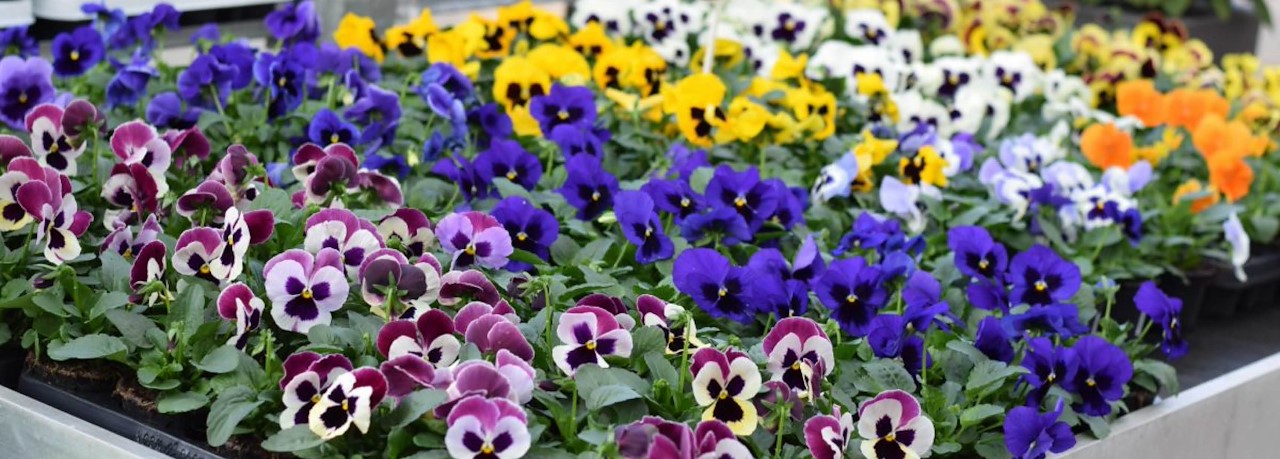 Winterviolen, winterharde wondertjes - Tuincentrum Pelckmans