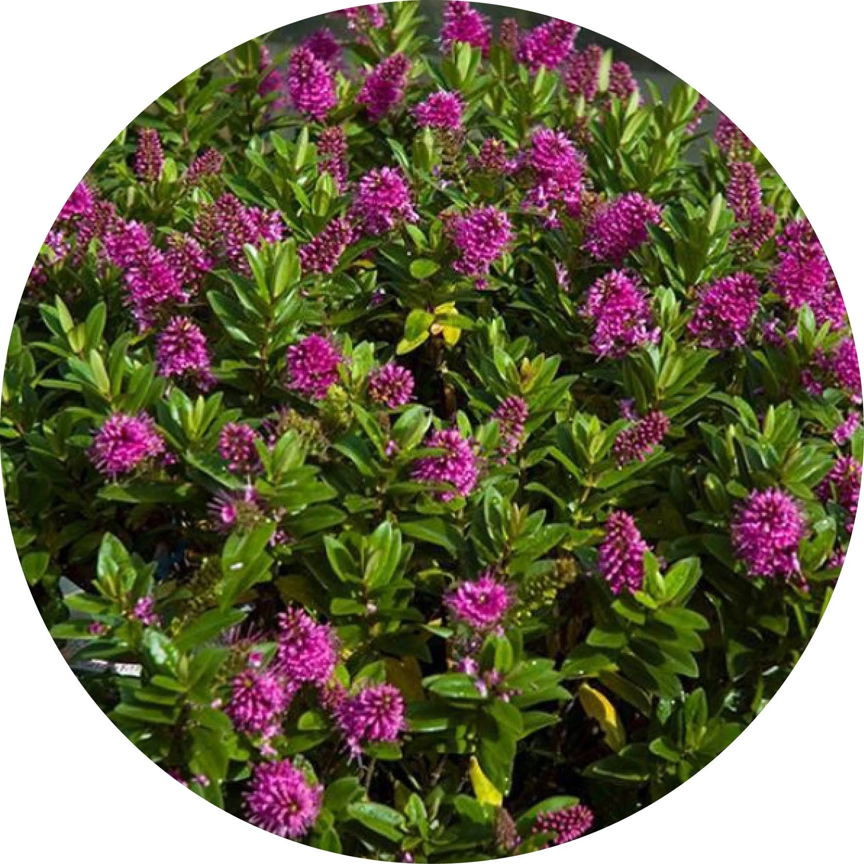 11 zomerbloeiende heesters waar je tuin van opfleurt - Tuincentrum ...